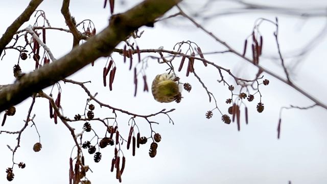 Звуки природы