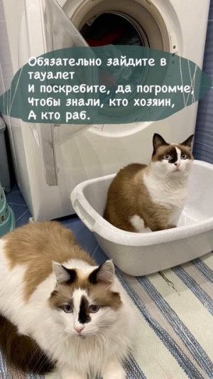 Маруся Бармалини и Пушок - любимые котишки близнецов!