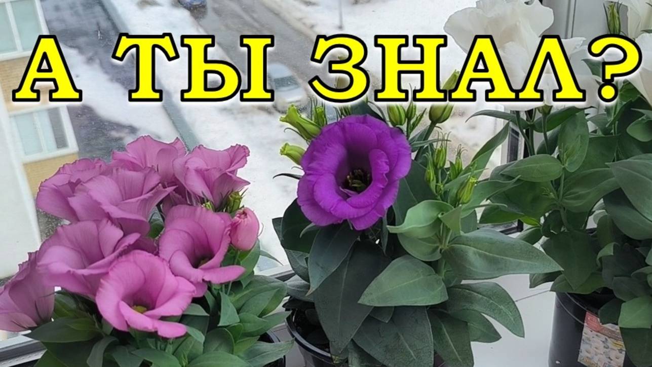 МОИ комнатные ЛЮБИМЦЫ 🌻🌻🌻