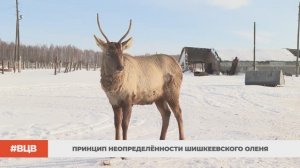 В центре внимания