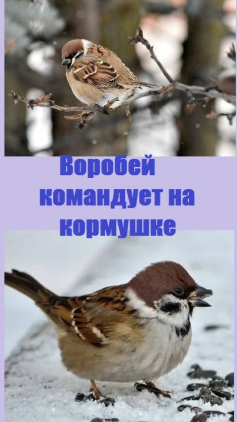 Птички на кормушке