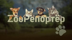 ZooРепортёр