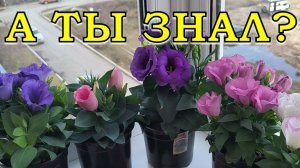 ЦВЕТЫ в САДУ 🌷🌷🌷