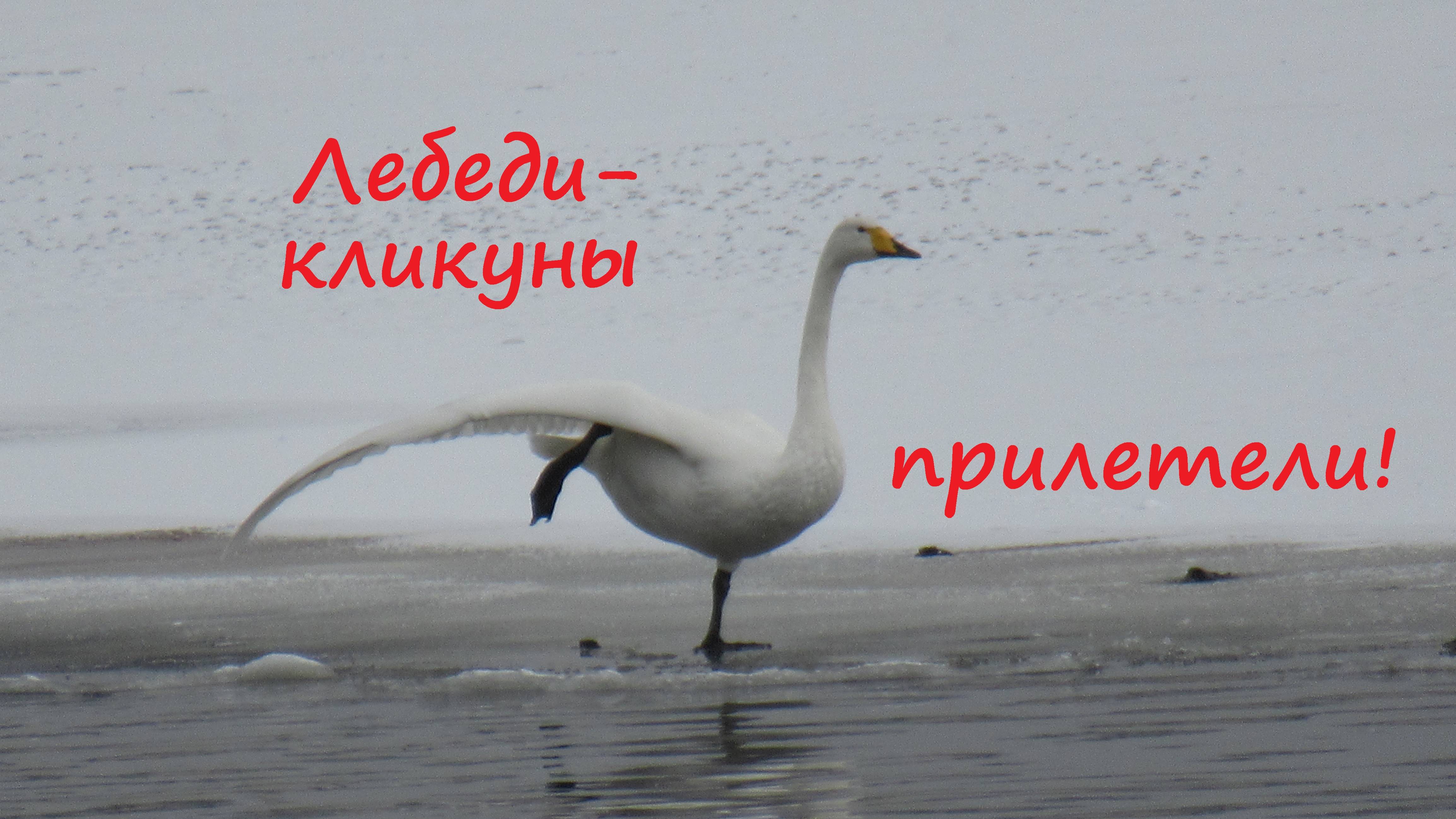 Красная книга Ленинградской области и прочие редкости
