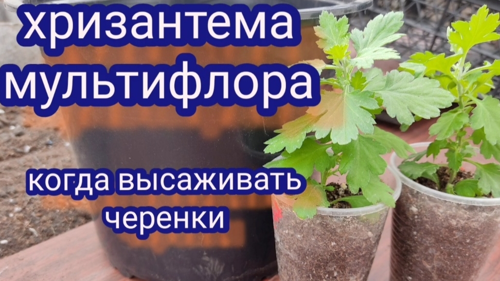 хризантема мультифлора