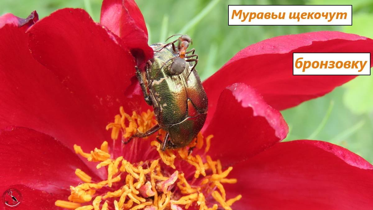 Разнотравье степное и луговое