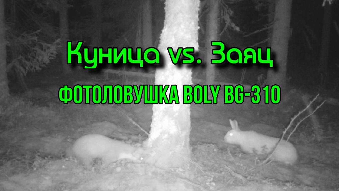 Boly BG310