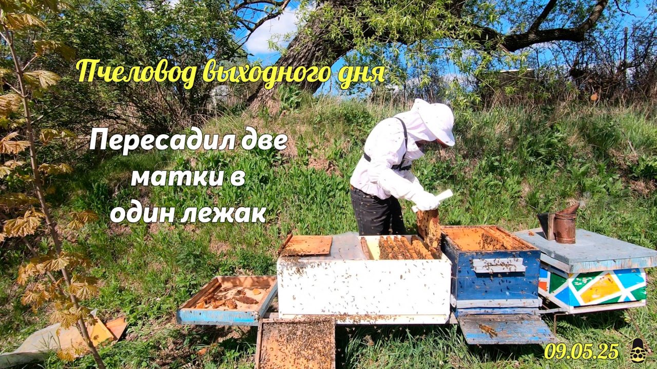 Переселение двух ульев в один лежак. Пчеловод Выходного Дня (09.05.25)