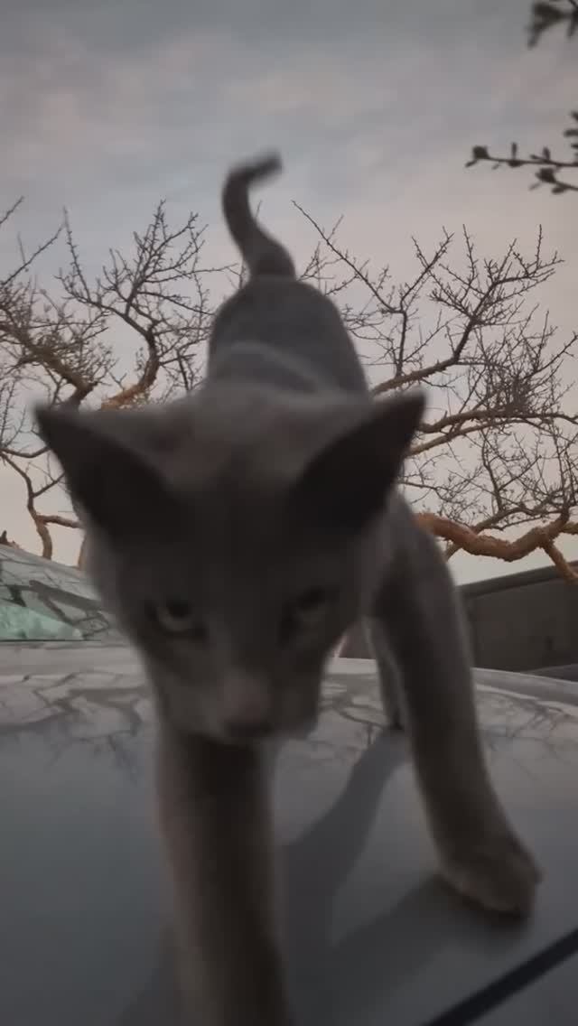 Una Gatita