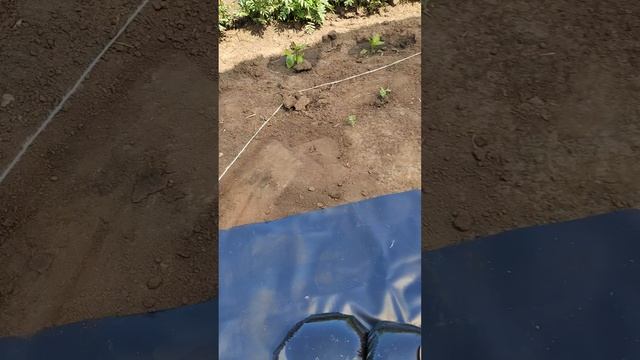 тротуар