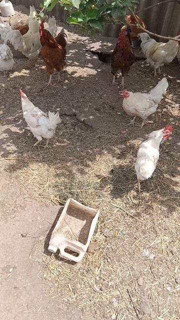 курочки