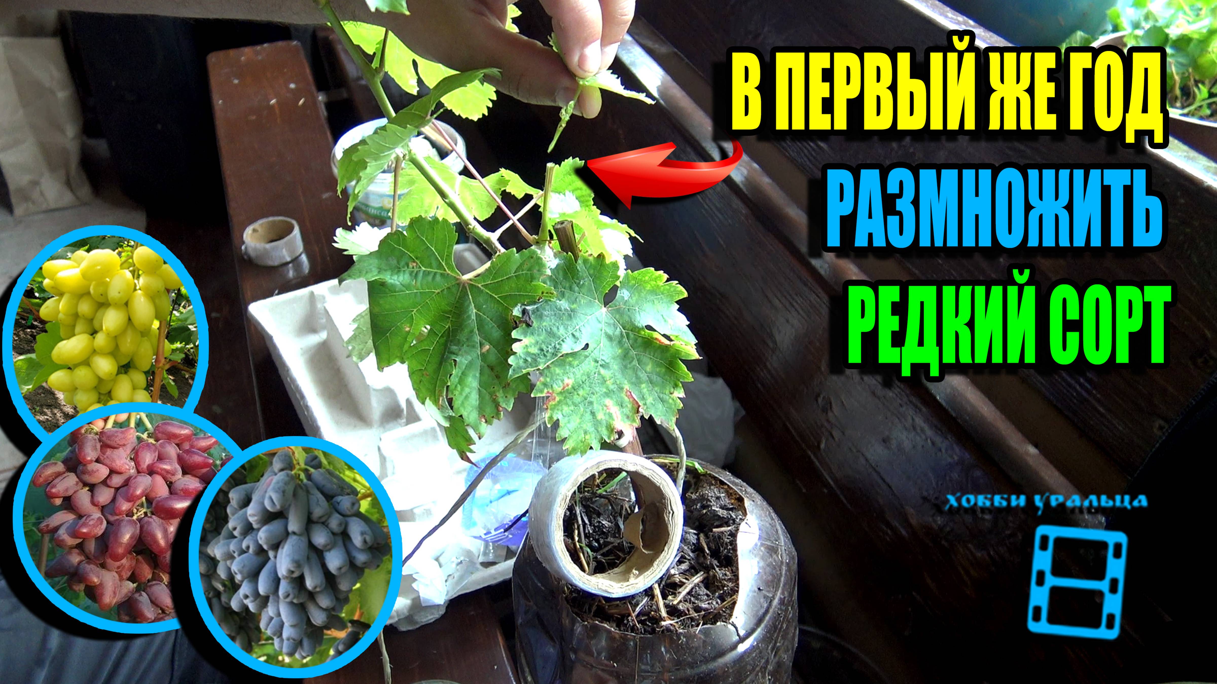 КАК МНОГОКРАТНО РАЗМНОЖИТЬ ЦЕННЫЙ СОРТ ВИНОГРАДА. ПРИВИВКА ПАСЫНКОМ. СЕВЕРНЫЙ ВИНОГРАДНИК 25-22