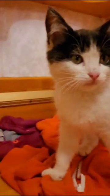 котенок