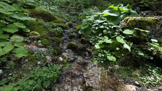 Божественная тишина и покой для сердца и разума Звук горного ручья. Библия.