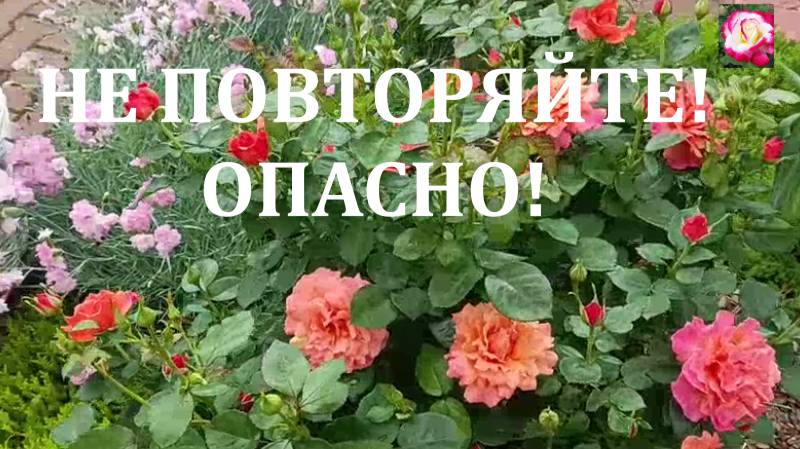 ОШИБКИ ВЫРАЩИВАНИЯ РОЗ. НАЧИНАЮЩИМ