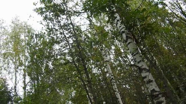 Глухарь 2