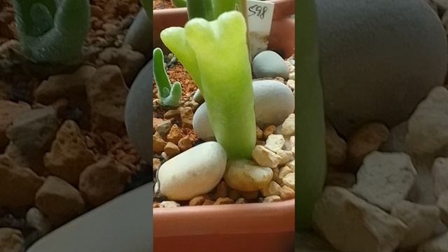 Митрофиллум митровидный (Mitrophyllum mitratum) пробую выращивать #суккуленты