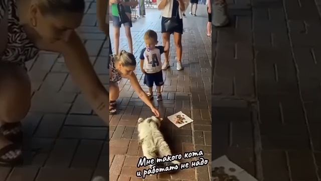 котик
