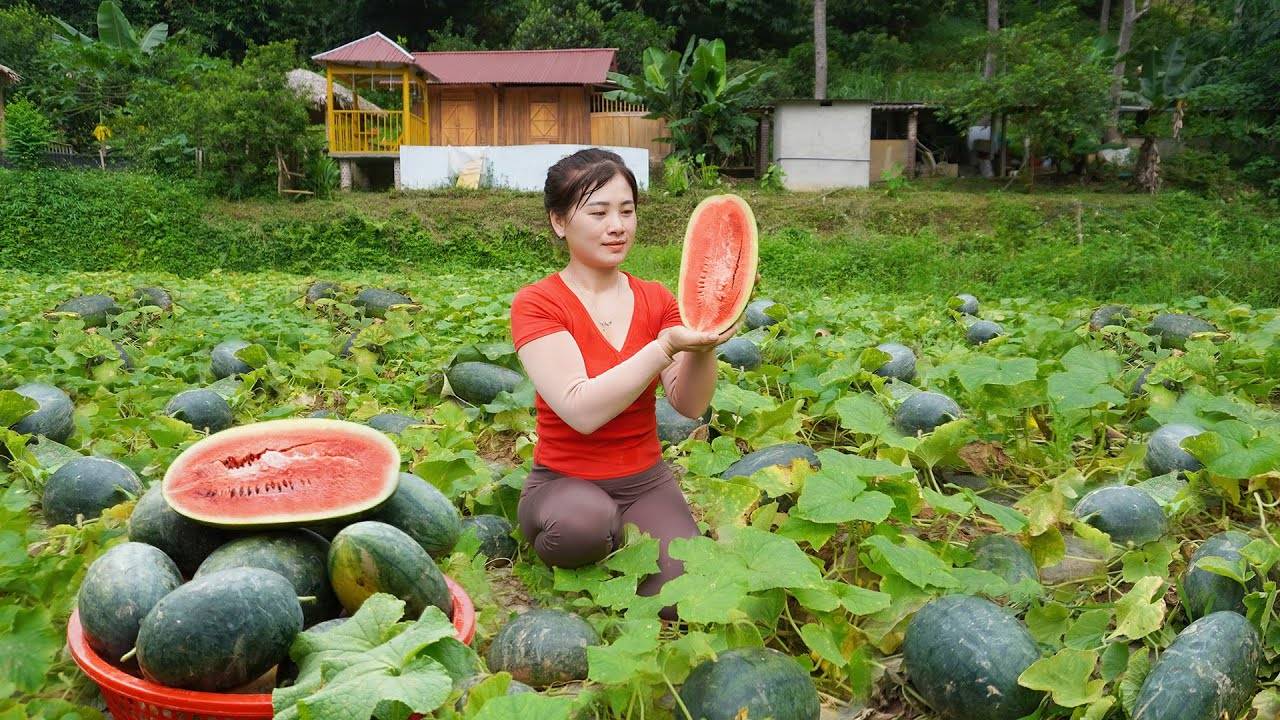 Harvesting Self-grown Watermelon Goes sell to the villagers - Herding pigs with banana stems.