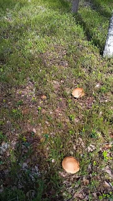 VID_20250619_132619