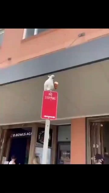 Попугай 🦜