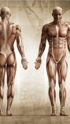 Body parts