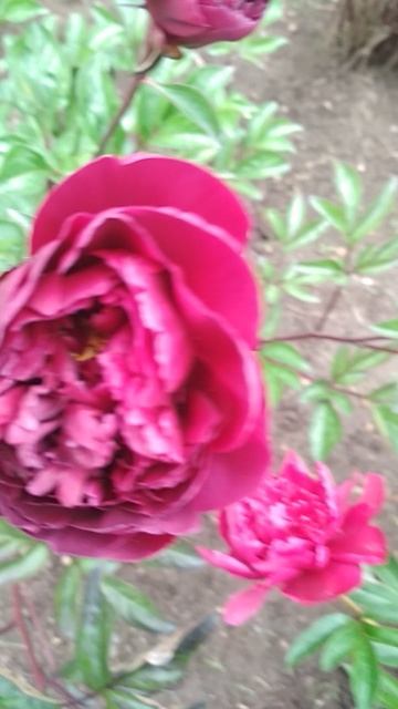 жизнь ПЧЕЛЫ -дорога цветов РАСШИРЕНИЕ КРУГОЗОРА Развитие Визуального кругозора Visual horizons