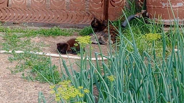 котята