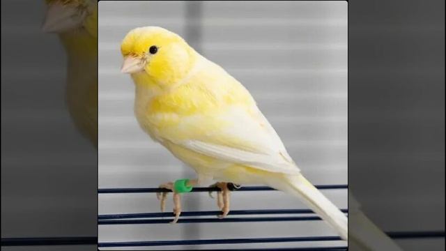 Канарейка
