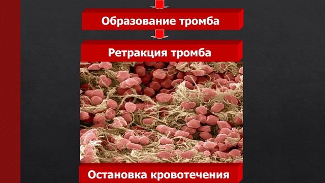 Гемостаз