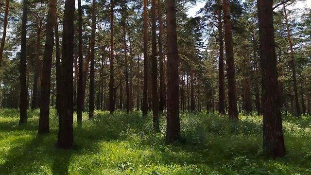 Лес