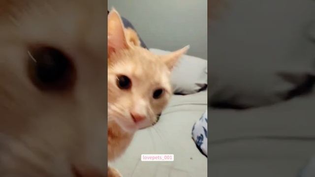 прикол