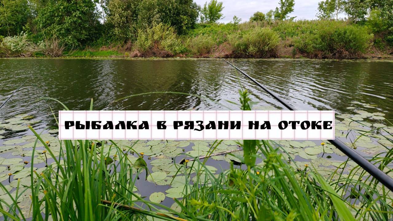 Ловля плотвы на поплавок. Рыбалка в Рязани.
