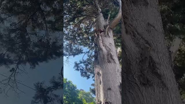 Белка во дворе дет сада в Сочи