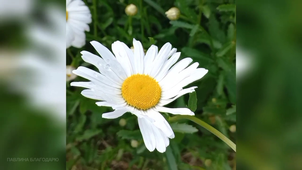 Цветы луговые,полевые.