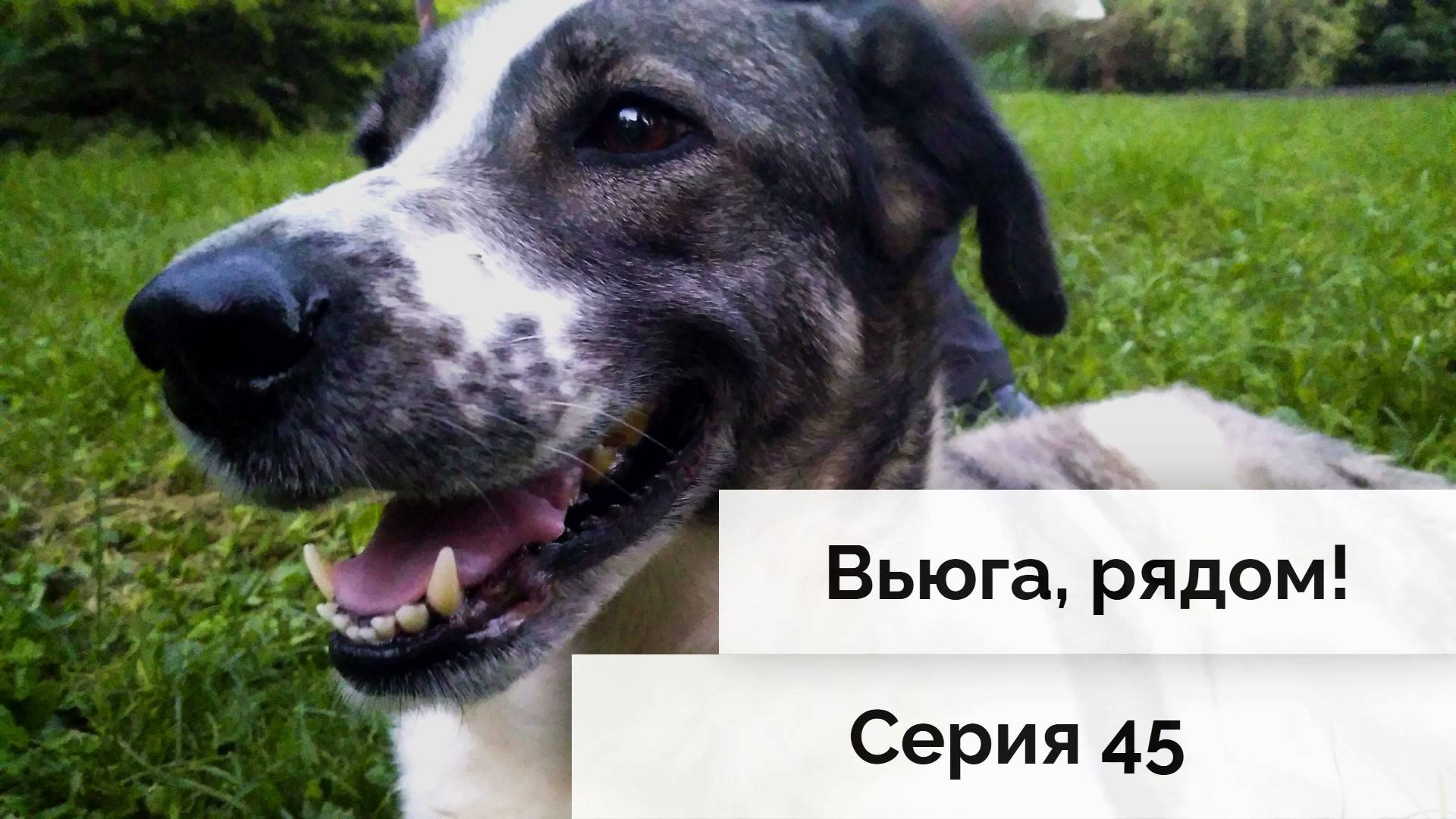 Вьюга, рядом!