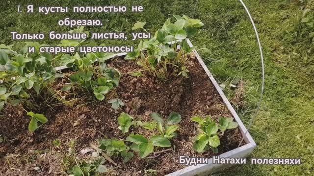 Клубника от посева до сбора урожая