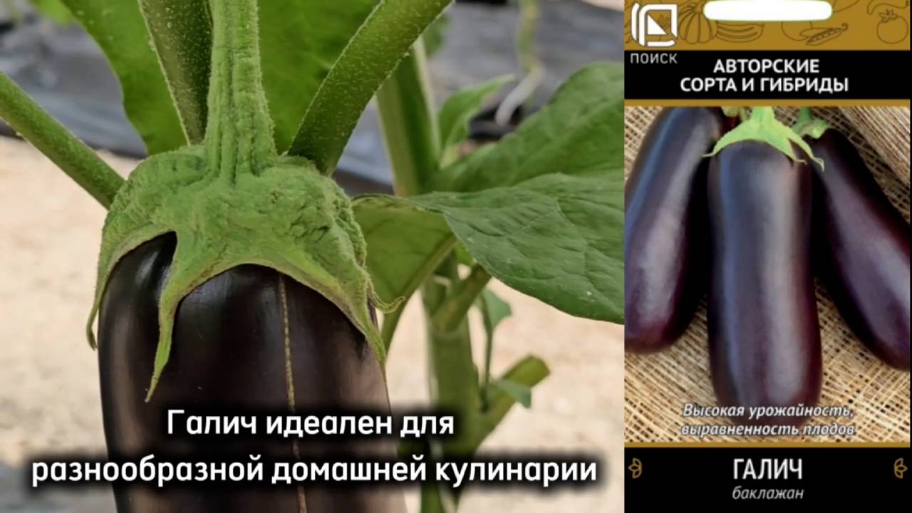 Баклажаны