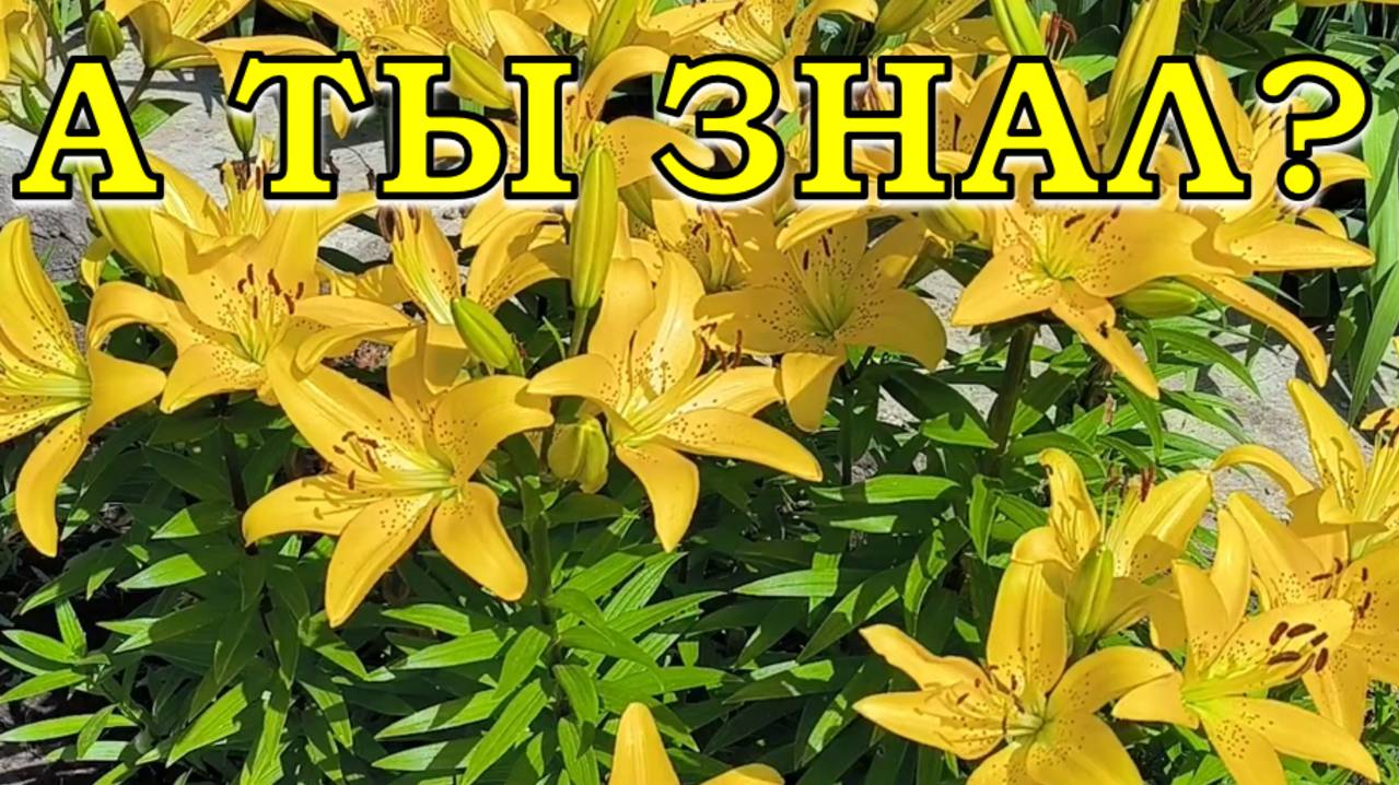 ЦВЕТЫ в САДУ 🌷🌷🌷