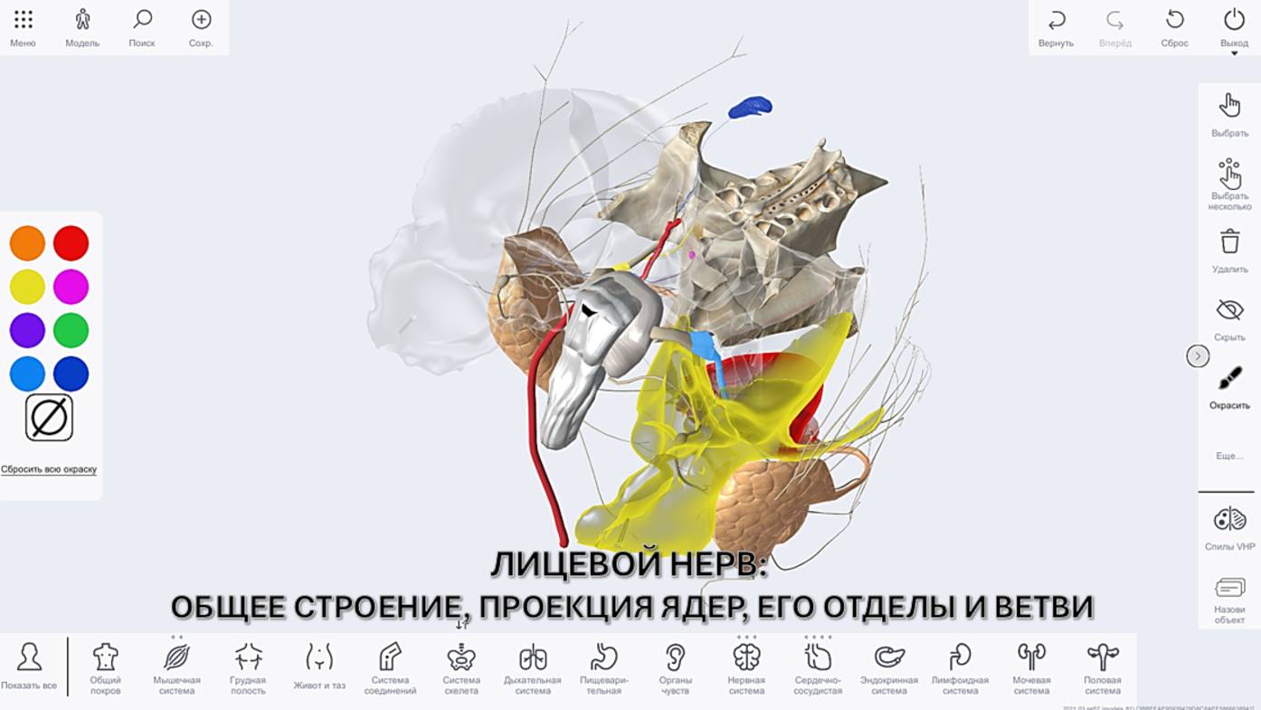 Анатомия периферической нервной системы