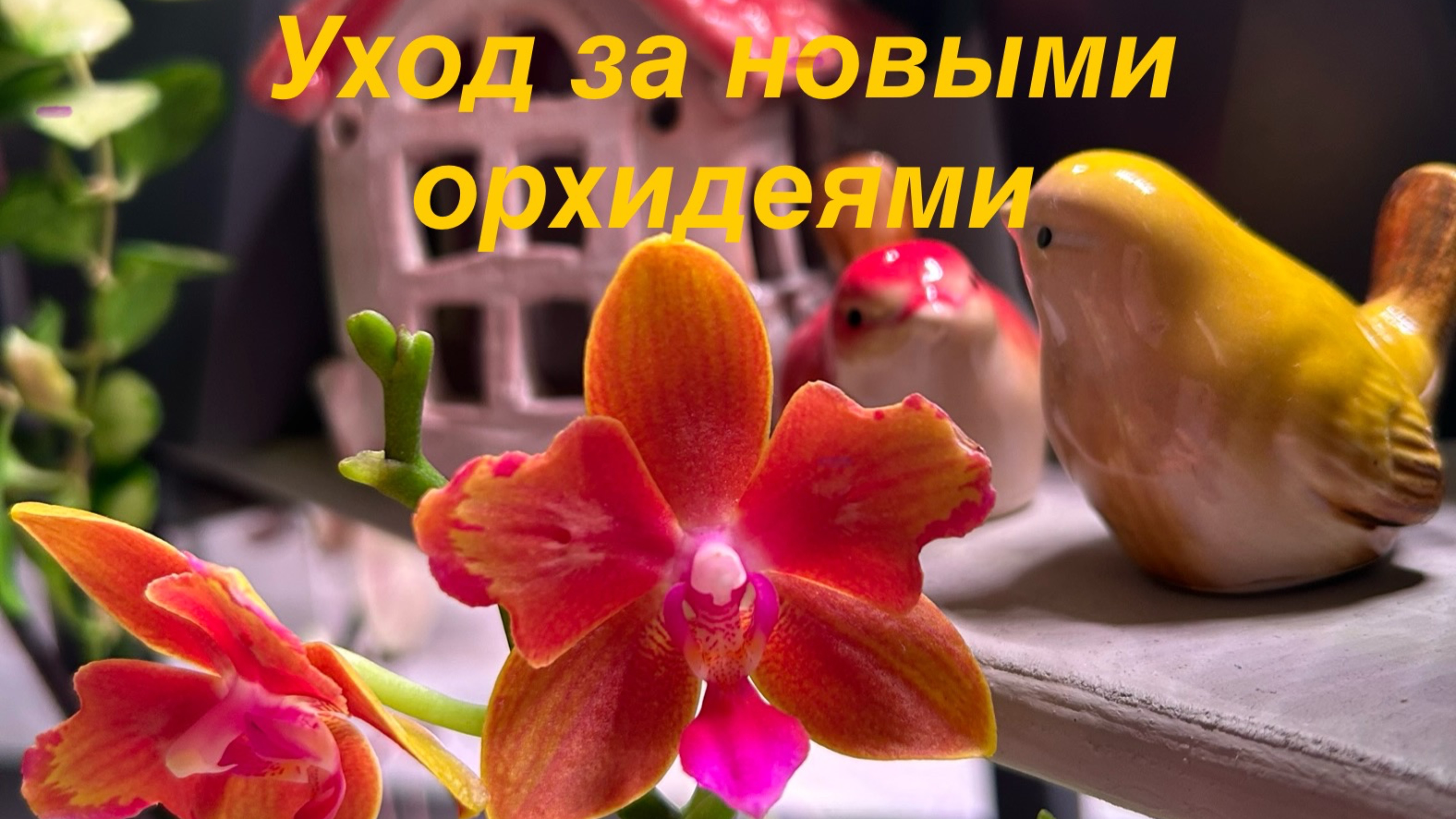 Уход за орхидеями
