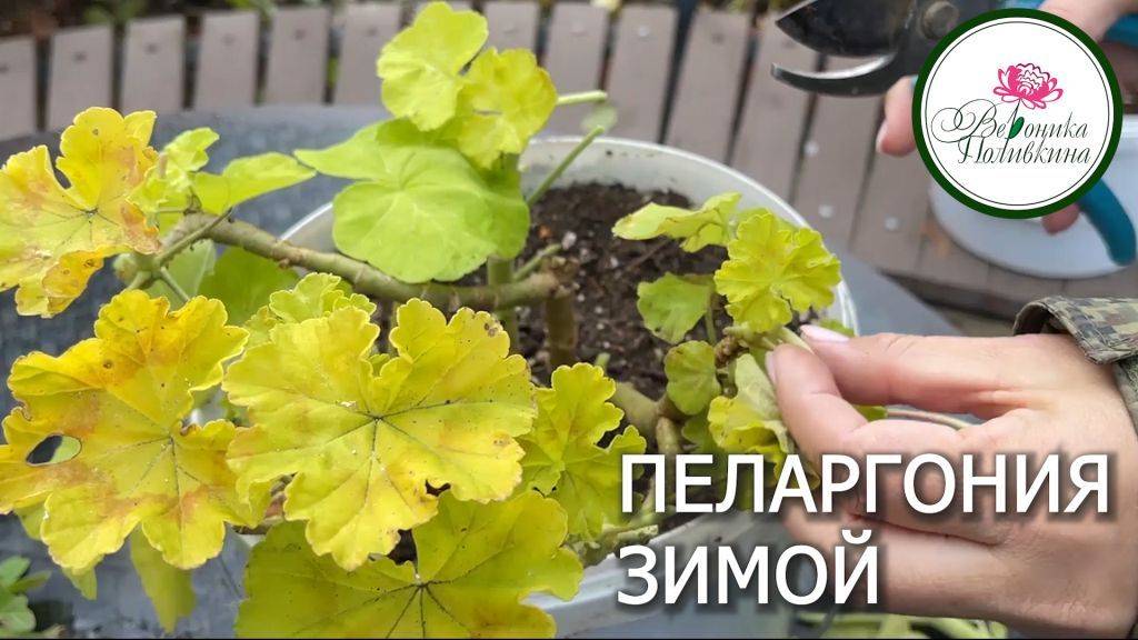САДОВЫЕ ЦВЕТЫ
