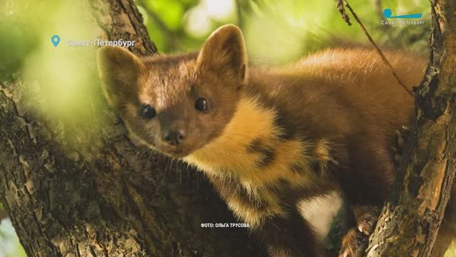 Лесные новости