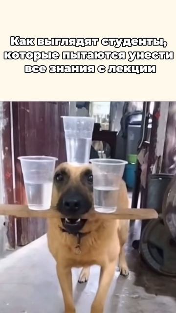 МОМЕНТЫ ЛГТУ