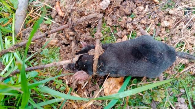 Дача в Подмосковье
