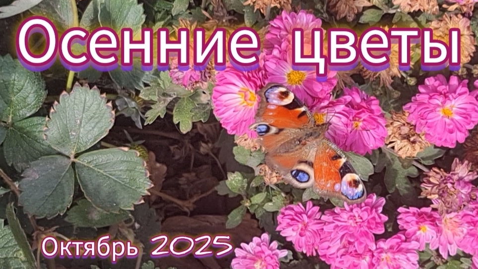 Садовые радости. Огородные будни.