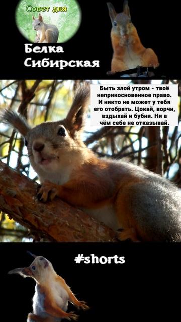 Веселая белка 🐿️