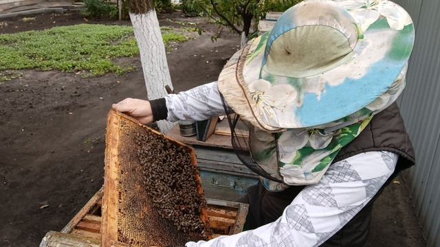 Пчёлки подружки мои.
