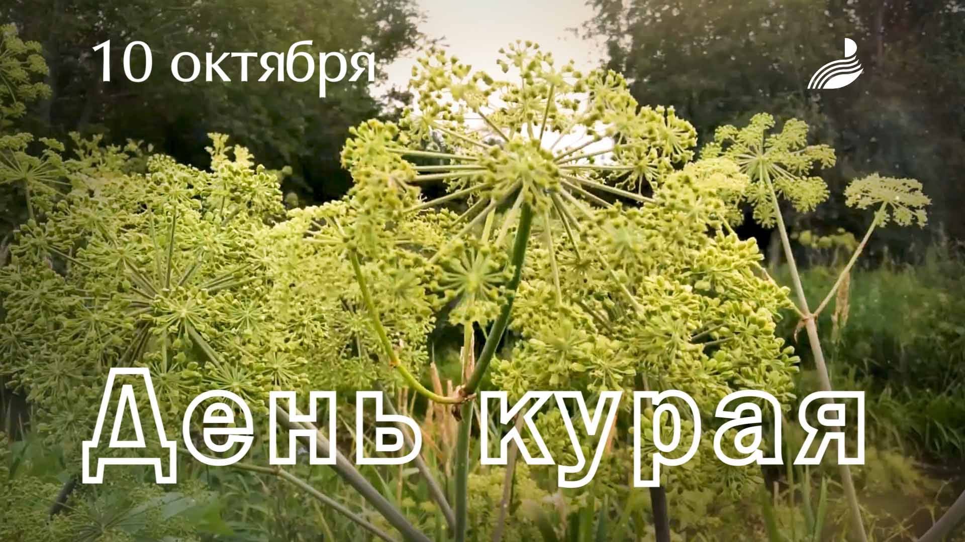 Социальные акции