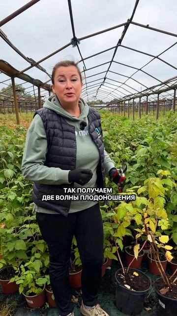 Малина